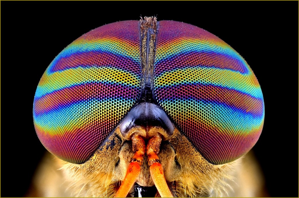 The Meaning of Insects in your Home – Conscious Performance Mastery